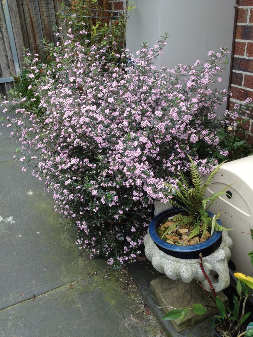 Zieria ‘Pink Crystals’ – Australian Plants Society Yarra Yarra Inc.
