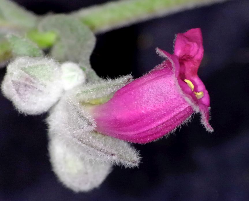 Dasymalla terminalis (was Pityrodia terminalis) – Australian Plants ...