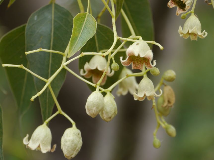 Flowering in January 2017 – Australian Plants Society Yarra Yarra Inc.