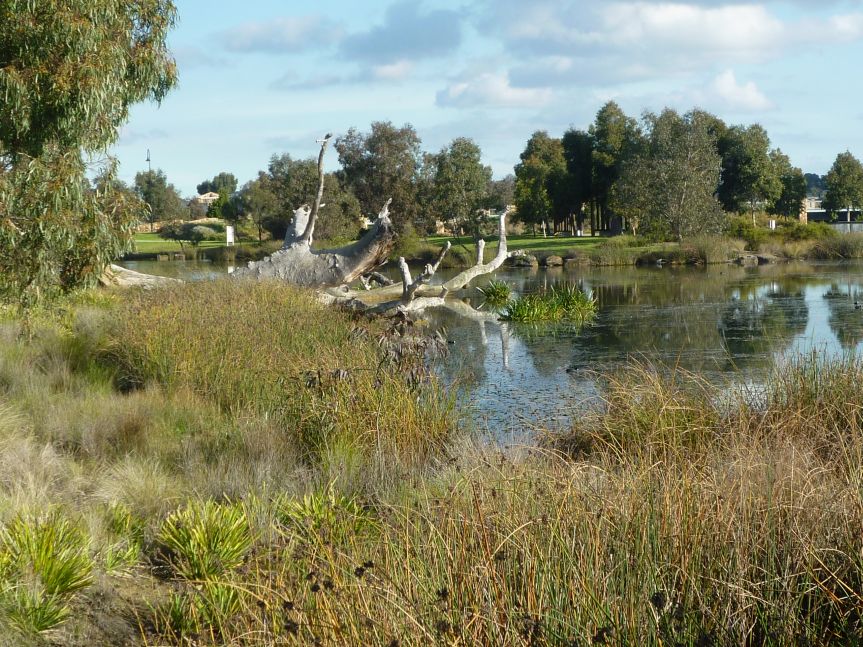 Laurimar Wetlands Excursion June 2017 – Australian Plants Society Yarra ...