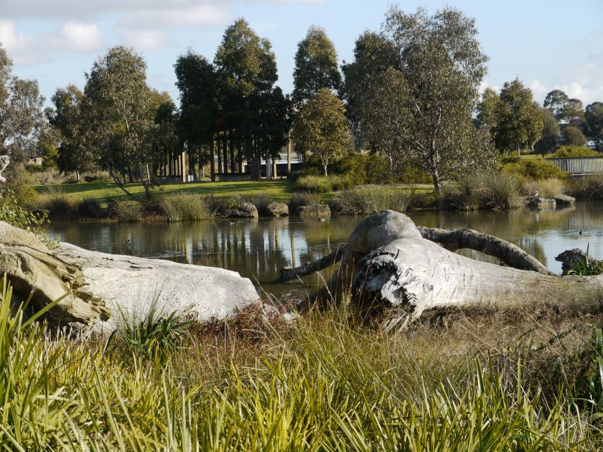 Laurimar Wetlands Excursion June 2017 – Australian Plants Society Yarra ...