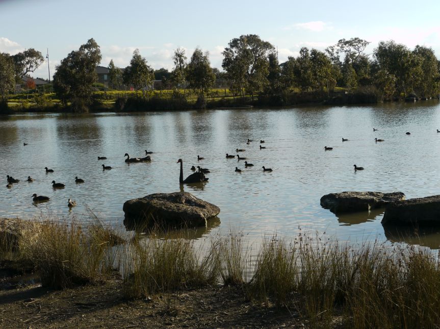Laurimar Wetlands Excursion June 2017 – Australian Plants Society Yarra ...