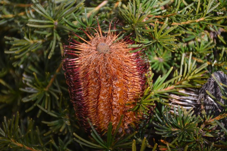Visit to a special garden in Bulleen August 2017 – Australian Plants ...