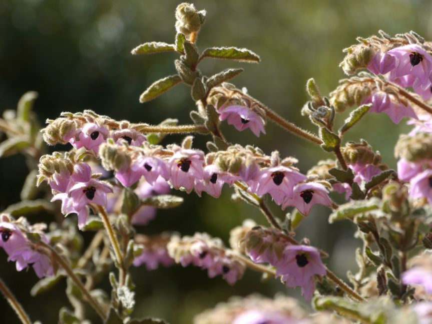 Visit to a special garden in Bulleen August 2017 – Australian Plants ...
