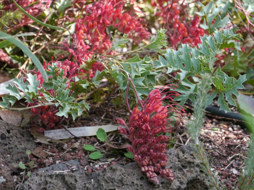 Visit to a special garden in Bulleen August 2017 – Australian Plants ...