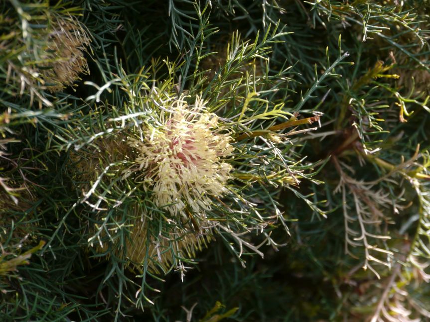 Visit to a special garden in Bulleen August 2017 – Australian Plants ...