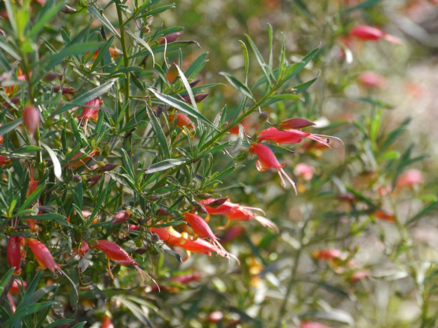 Visit to a special garden in Bulleen August 2017 – Australian Plants ...