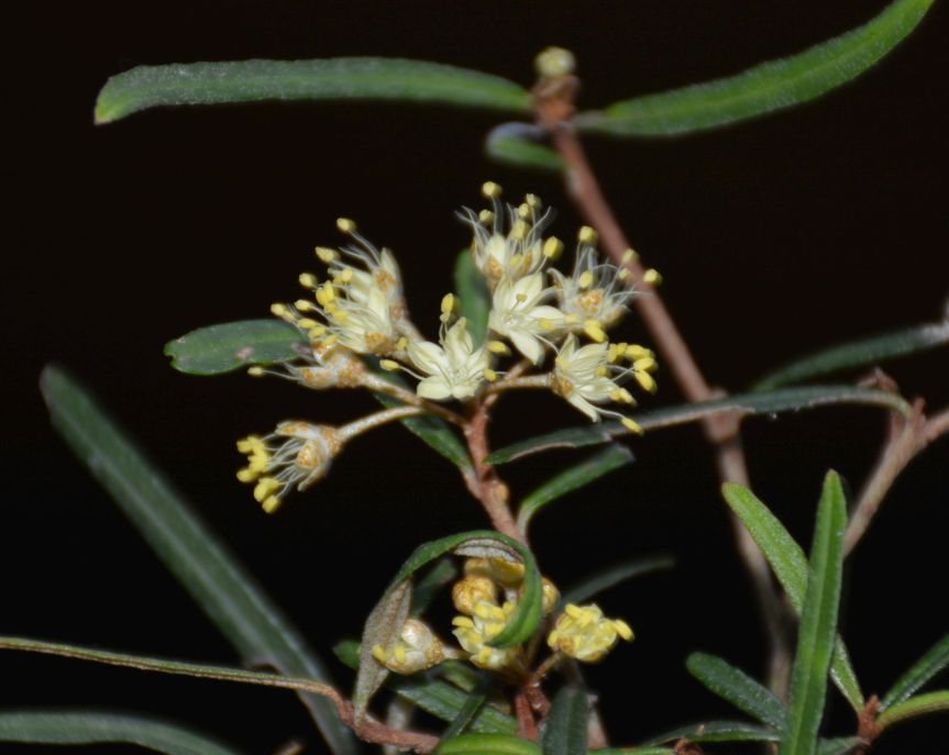 Flowering in September 2017 – Australian Plants Society Yarra Yarra Inc.