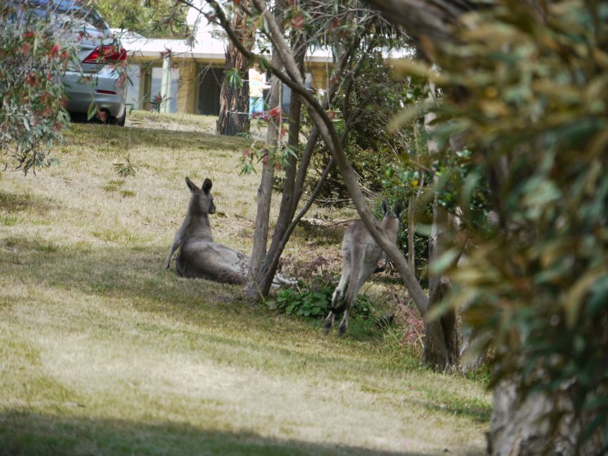 Wycliffe garden visit – Kangaroo Ground. November 2017 – Australian ...