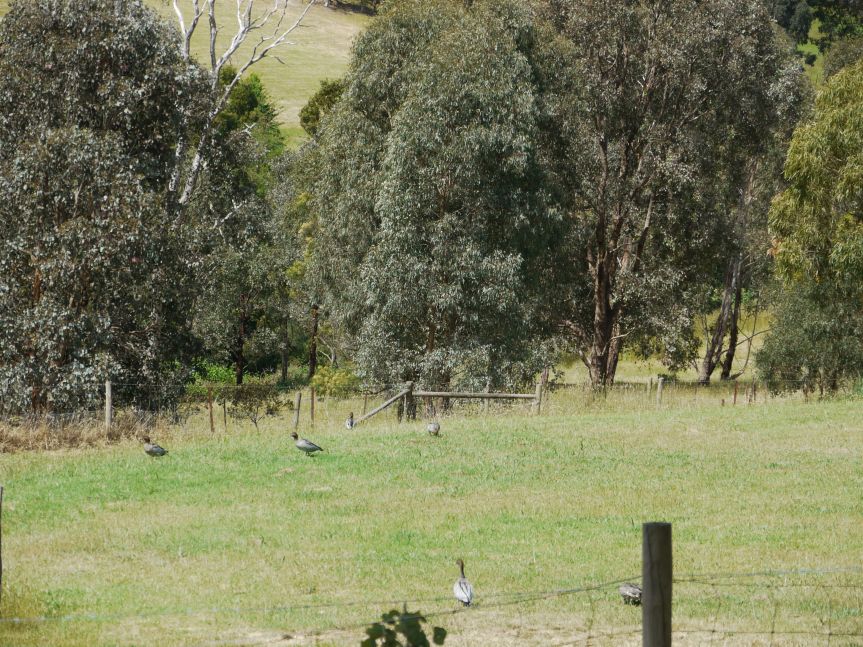 Wycliffe garden visit – Kangaroo Ground. November 2017 – Australian ...