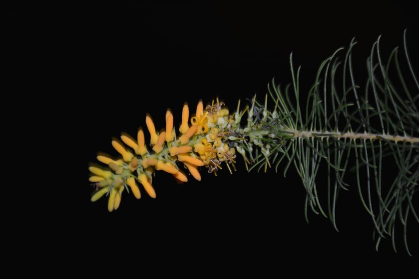 Flowering in February 2018 – Australian Plants Society Yarra Yarra Inc.