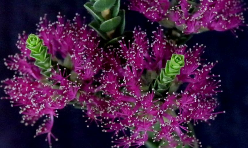 Flowering in February 2018 – Australian Plants Society Yarra Yarra Inc.