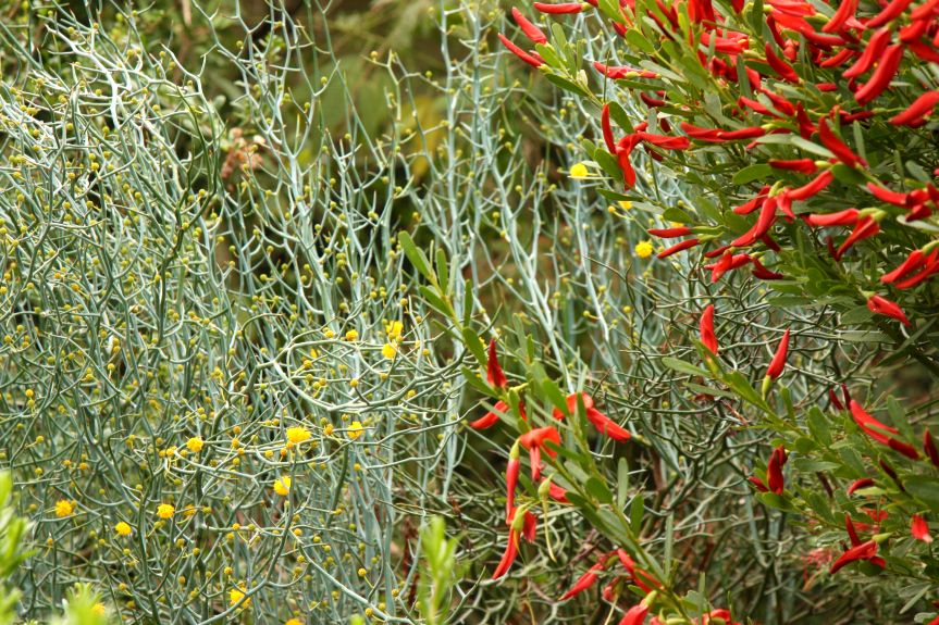 A Colourful Native Garden in Research – July 2018 – Australian Plants ...