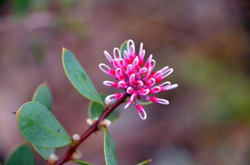 A Colourful Native Garden in Research – July 2018 – Australian Plants ...