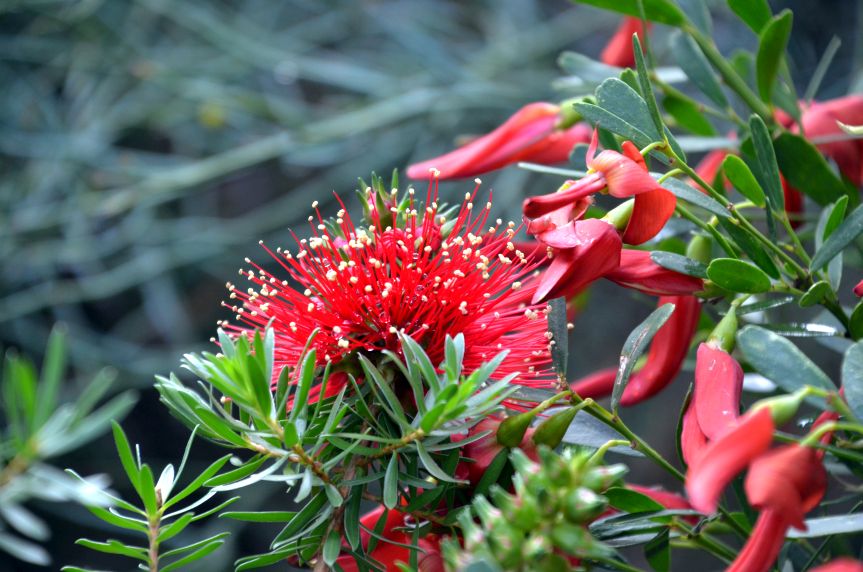 A Colourful Native Garden in Research – July 2018 – Australian Plants ...