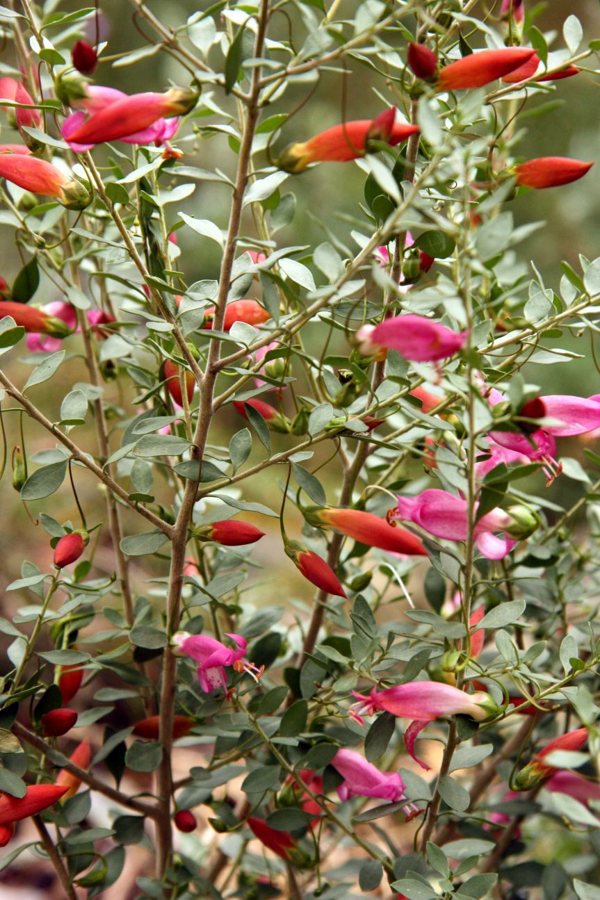 A Colourful Native Garden in Research – July 2018 – Australian Plants ...