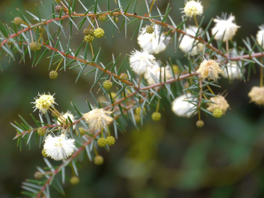 A Colourful Native Garden in Research – July 2018 – Australian Plants ...