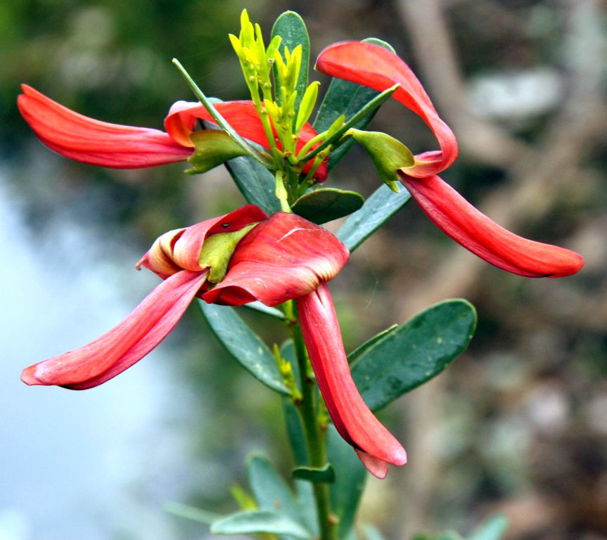 A Colourful Native Garden in Research – July 2018 – Australian Plants ...