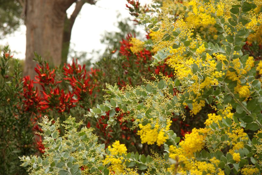 A Colourful Native Garden in Research – July 2018 – Australian Plants ...