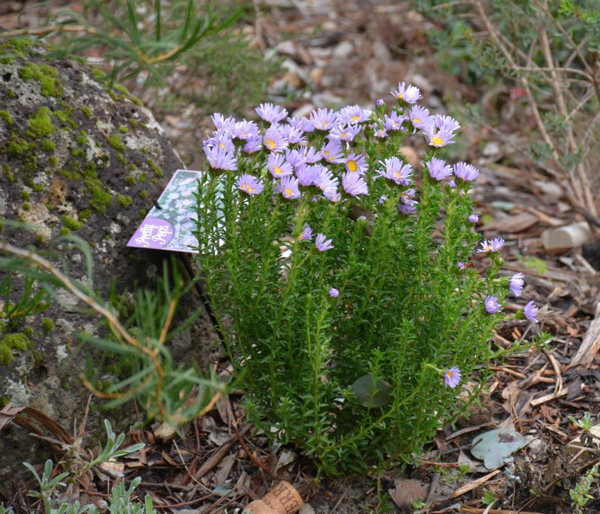 A Colourful Native Garden in Research – July 2018 – Australian Plants ...
