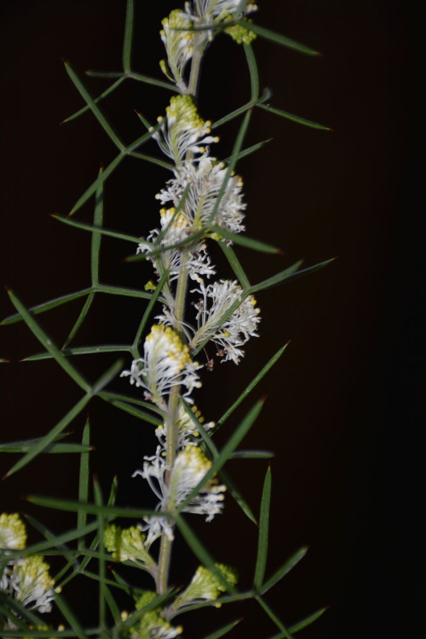 Flower Table August 2018 – Australian Plants Society Yarra Yarra Inc.