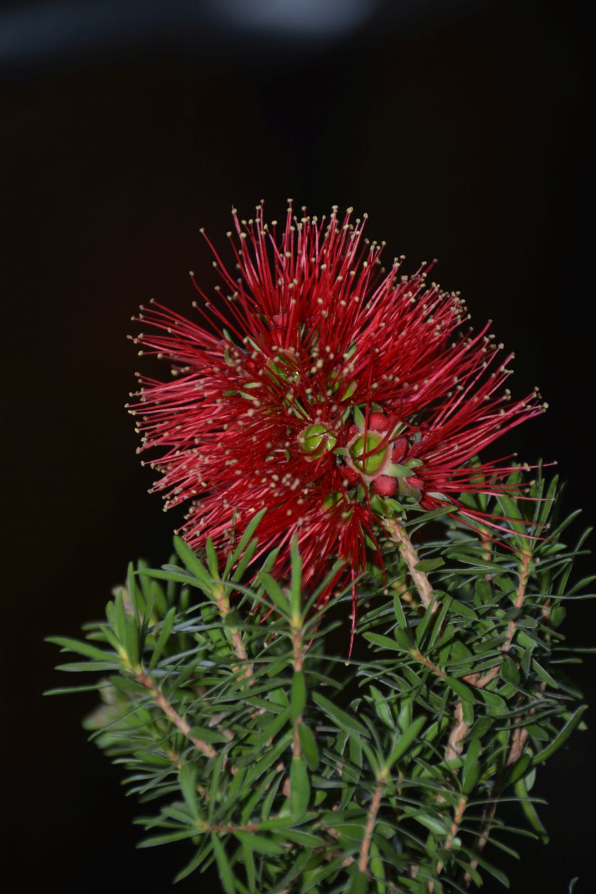 Flower Table August 2018 – Australian Plants Society Yarra Yarra Inc.