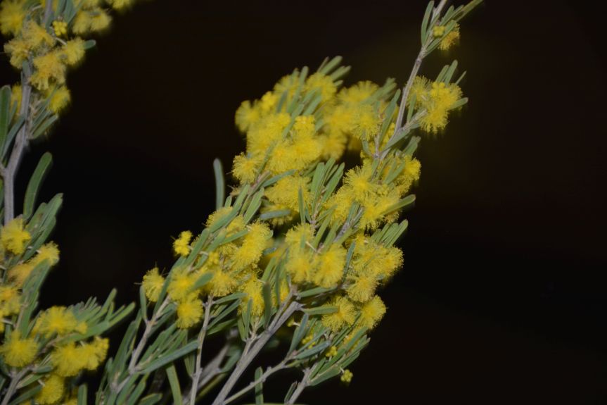 Flower Table August 2018 – Australian Plants Society Yarra Yarra Inc.