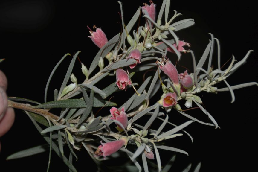 Flower Table August 2018 – Australian Plants Society Yarra Yarra Inc.