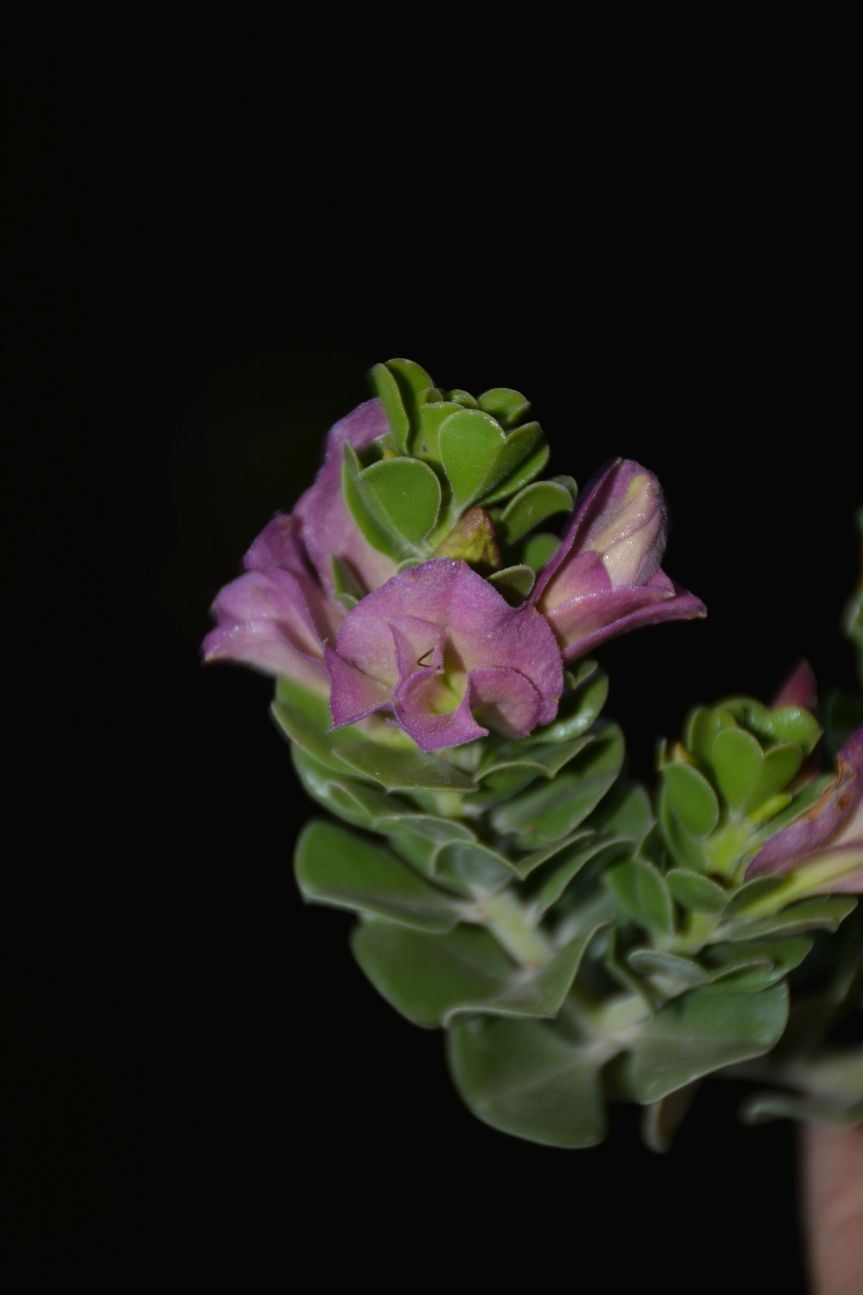 Flower Table August 2018 – Australian Plants Society Yarra Yarra Inc.
