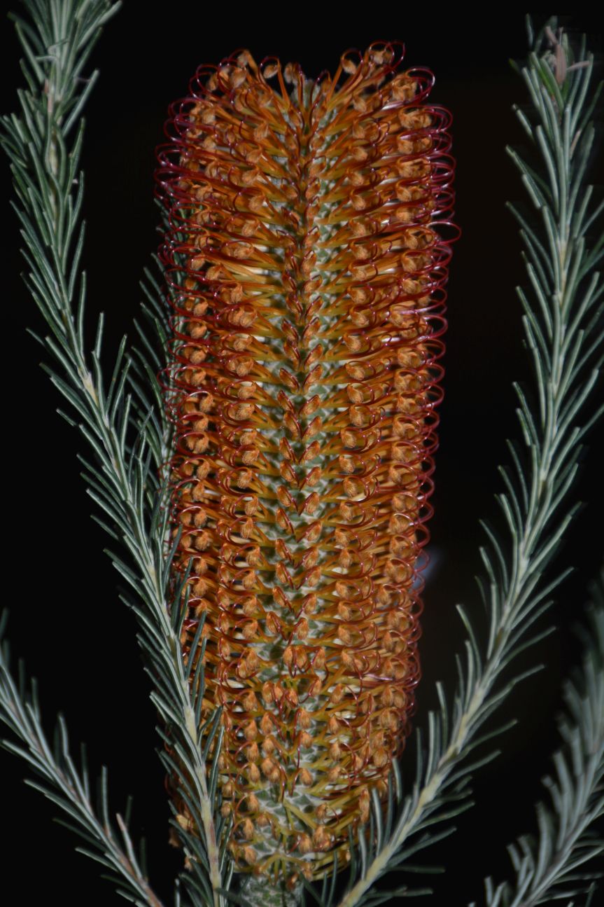 Flower Table August 2018 – Australian Plants Society Yarra Yarra Inc.