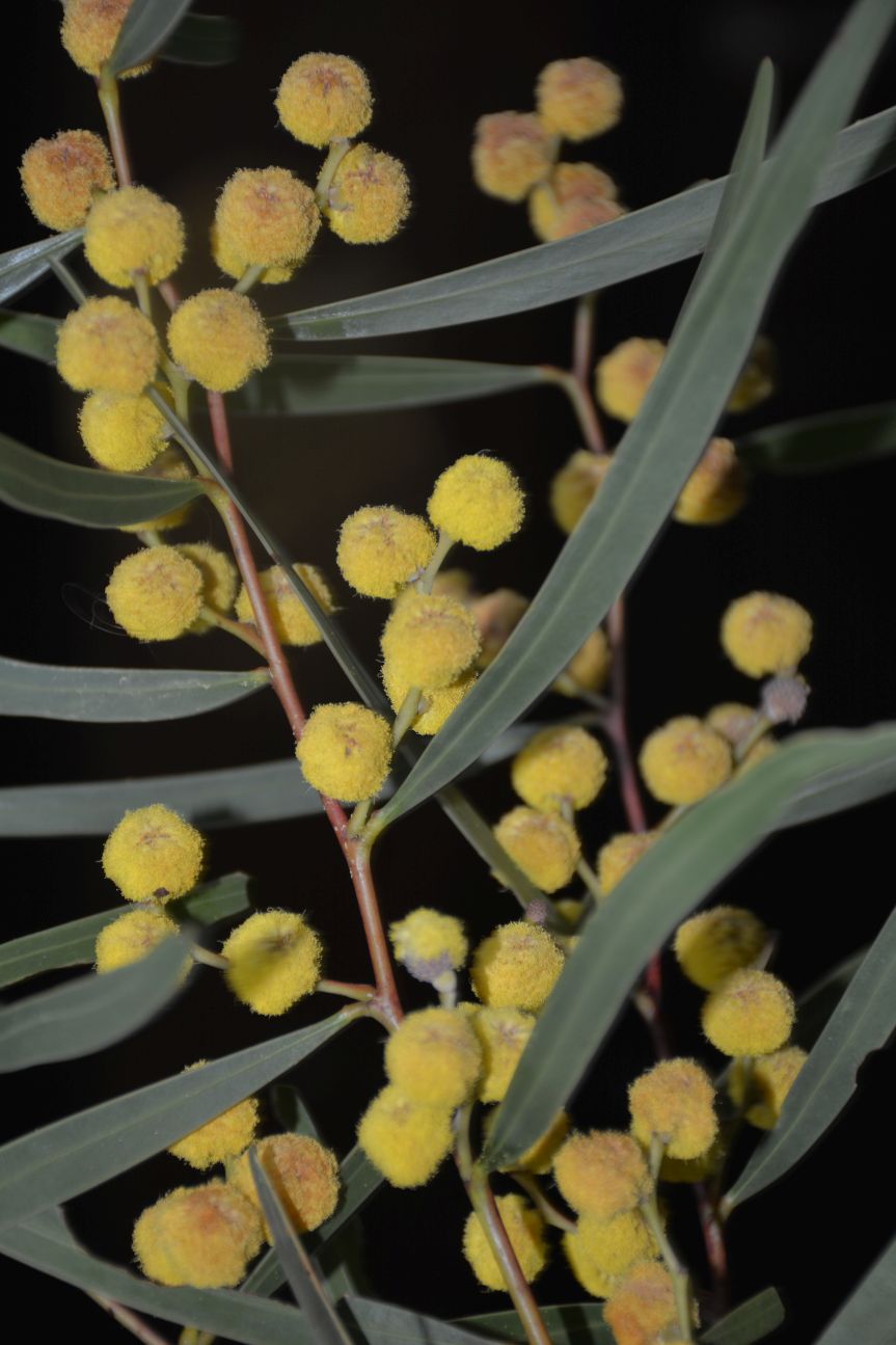 Flower Table August 2018 – Australian Plants Society Yarra Yarra Inc.