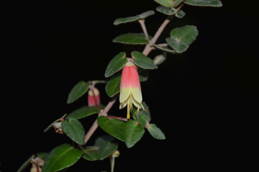 Flower Table August 2018 – Australian Plants Society Yarra Yarra Inc.