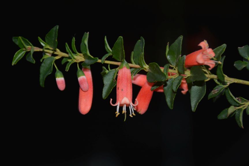 Flower Table August 2018 – Australian Plants Society Yarra Yarra Inc.