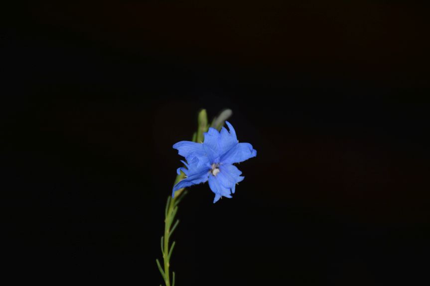 Flower Table August 2018 – Australian Plants Society Yarra Yarra Inc.