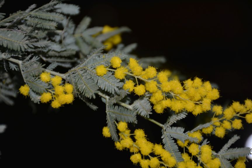 Flower Table August 2018 – Australian Plants Society Yarra Yarra Inc.