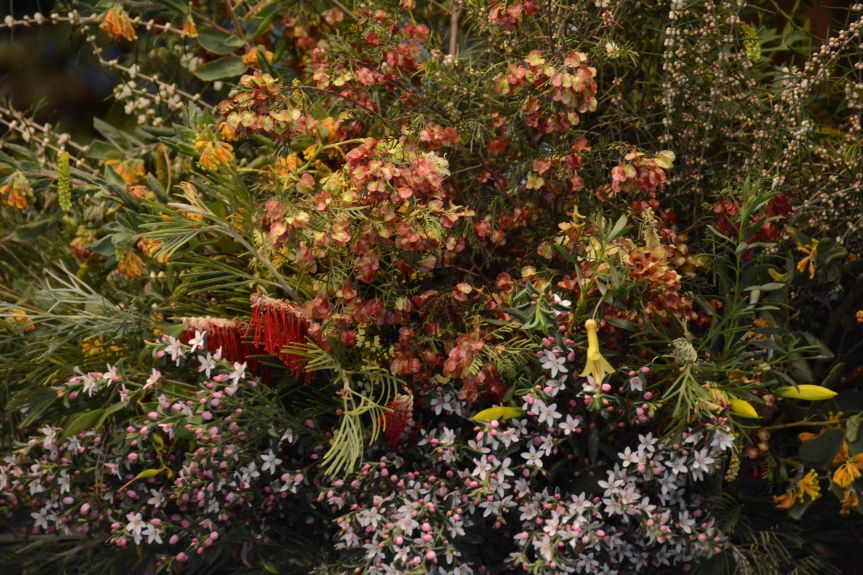 Gallery – Australian Plants Society Yarra Yarra Inc.