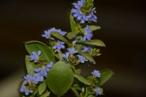 Eremophila – Australian Plants Society Yarra Yarra Inc.