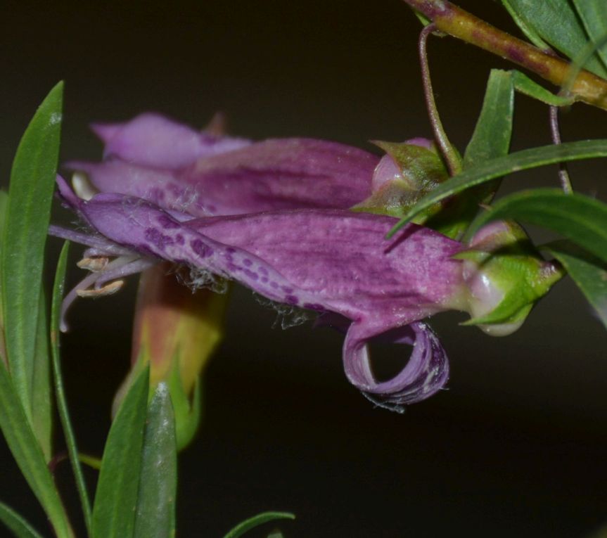 Eremophila – Australian Plants Society Yarra Yarra Inc.