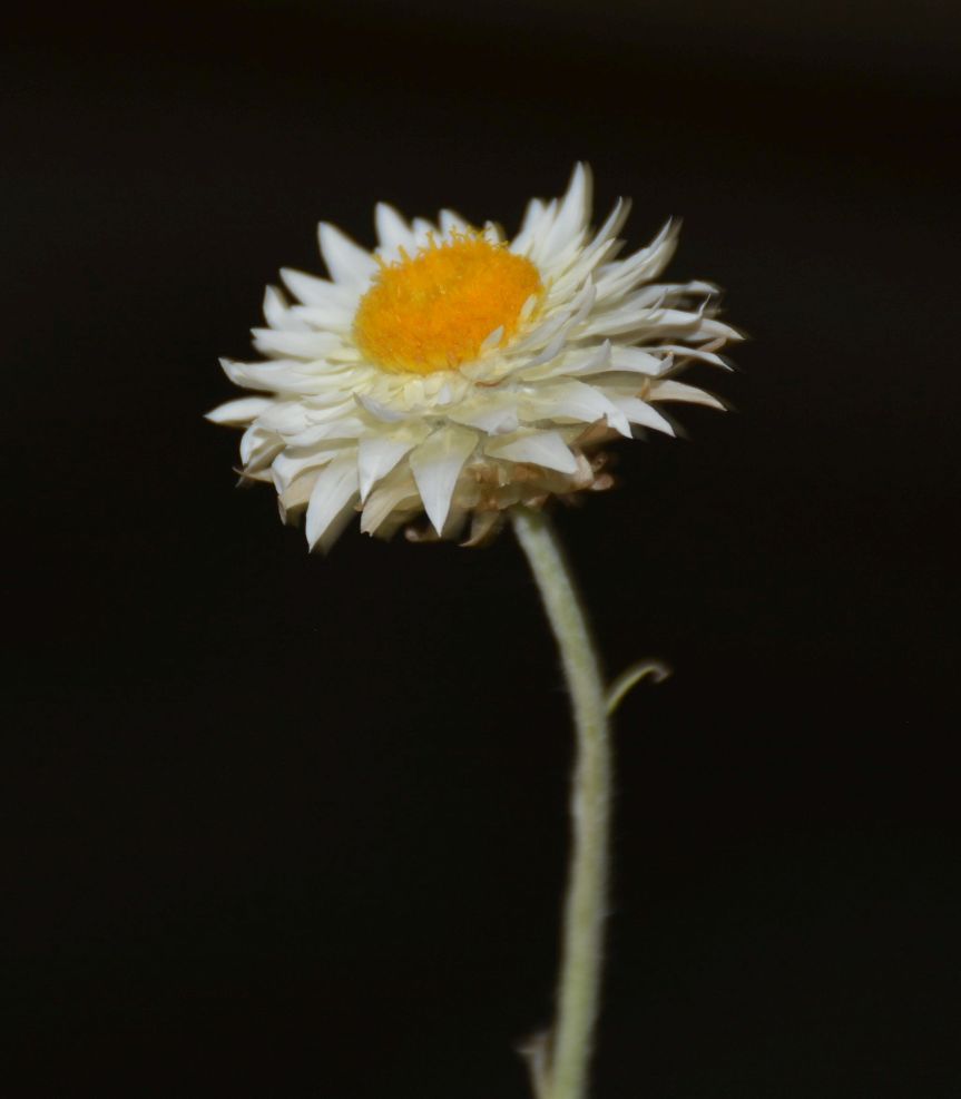 Eremophila – Australian Plants Society Yarra Yarra Inc.