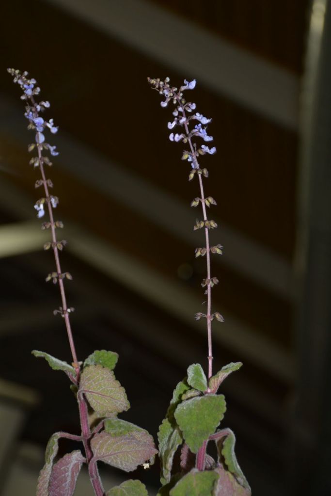Eremophila – Australian Plants Society Yarra Yarra Inc.