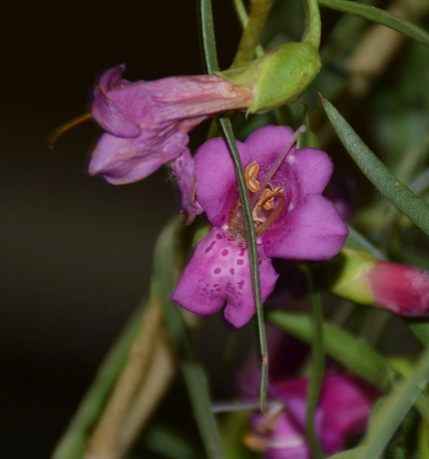Eremophila – Australian Plants Society Yarra Yarra Inc.