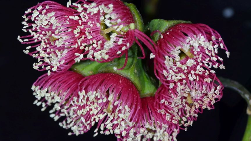 Eucalyptus cernua – Australian Plants Society Yarra Yarra Inc.